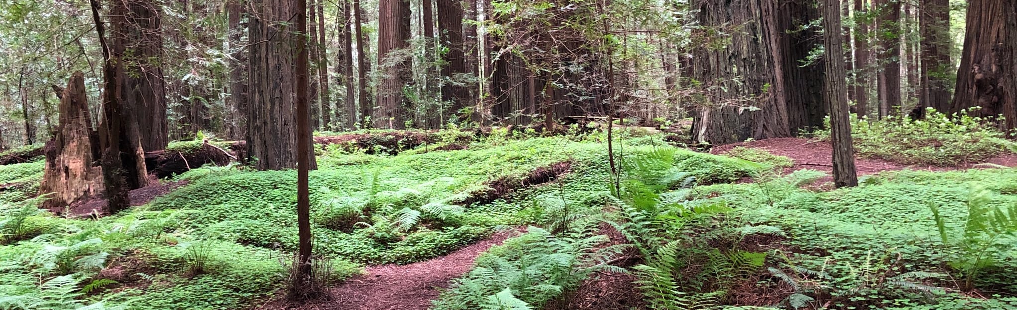 Grieg-French-Bell Grove Loop: 125 Reviews, Map - California | AllTrails