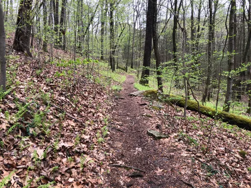 10 Best Backpacking Trails in Frozen Head State Park | AllTrails