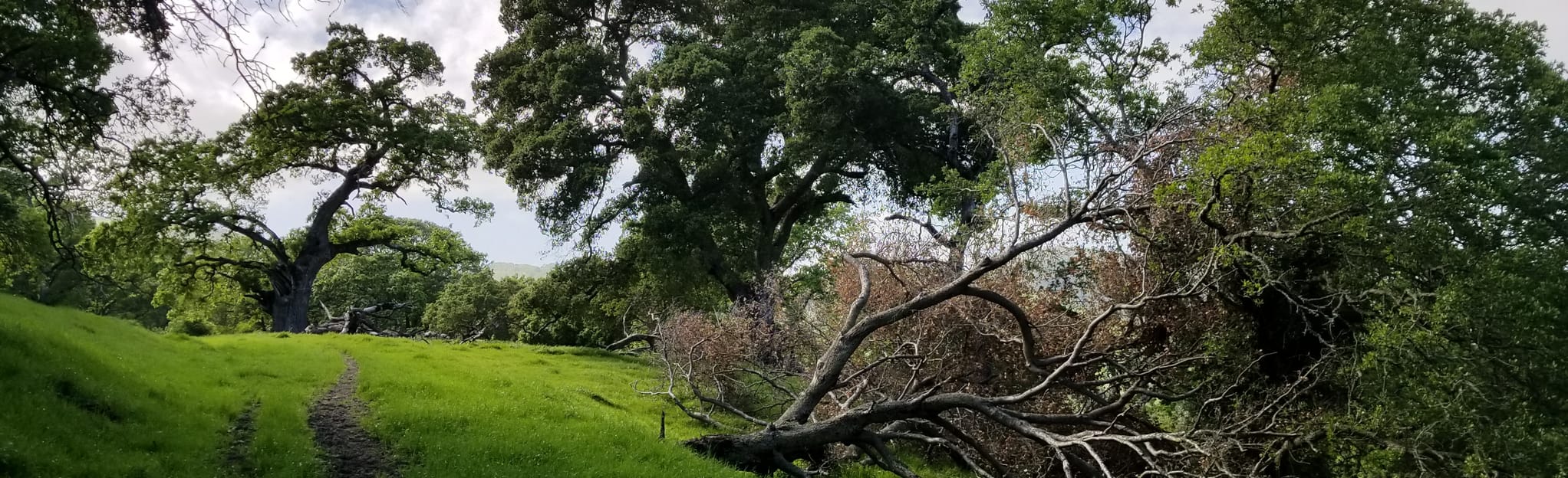 Madrone to Dewie's Birthday Loop, California - 152 Reviews, Map | AllTrails