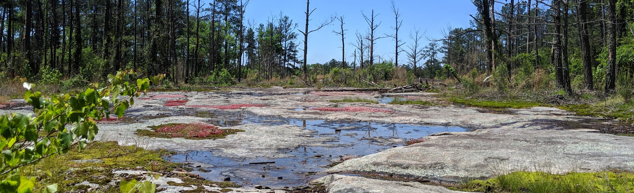 Arabia Mountain, Klondike, and Forest Trails Loop: 2.717 foto's ...