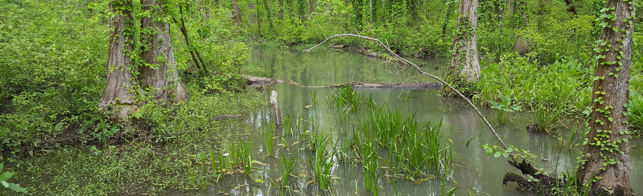 Ebenezer Swamp Trail, Alabama - 51 Reviews, Map | AllTrails