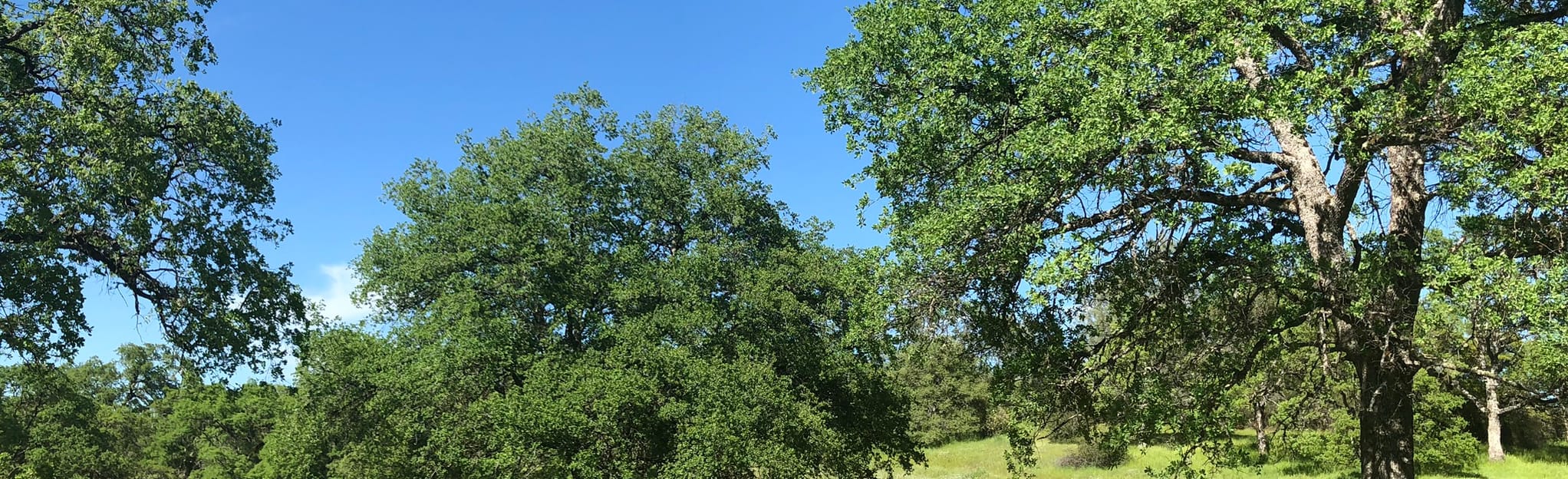 Fuel Break Trail, California - 227 Reviews, Map | AllTrails