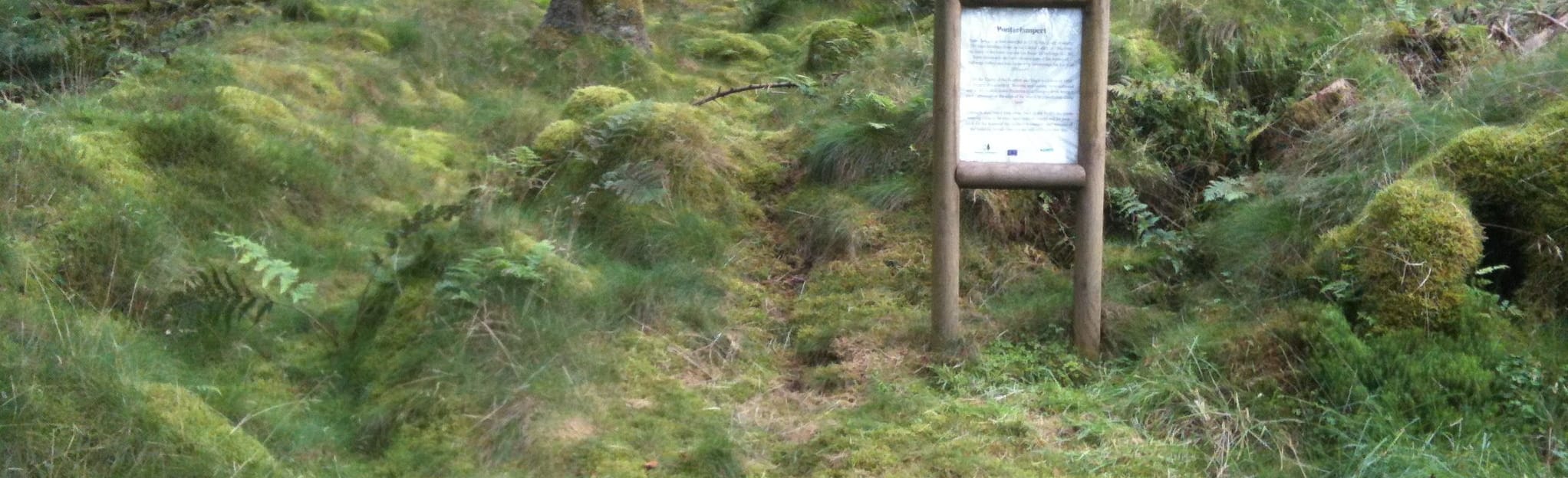 Hanging Tree Trail, Scottish Borders, Scotland - 14 Reviews, Map ...