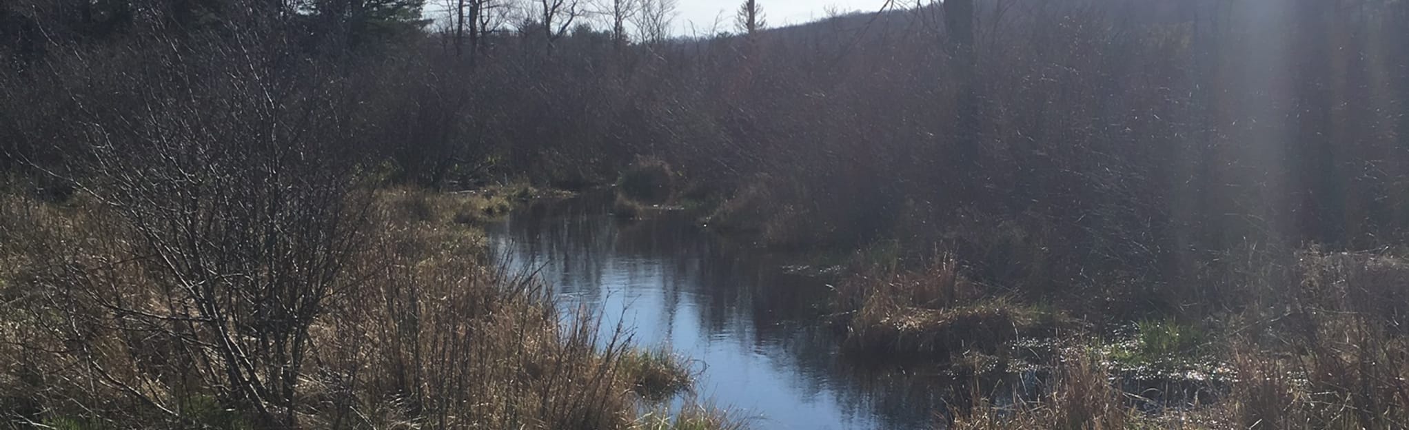 Finzel Swamp Trail : 41 photos - Maryland | AllTrails