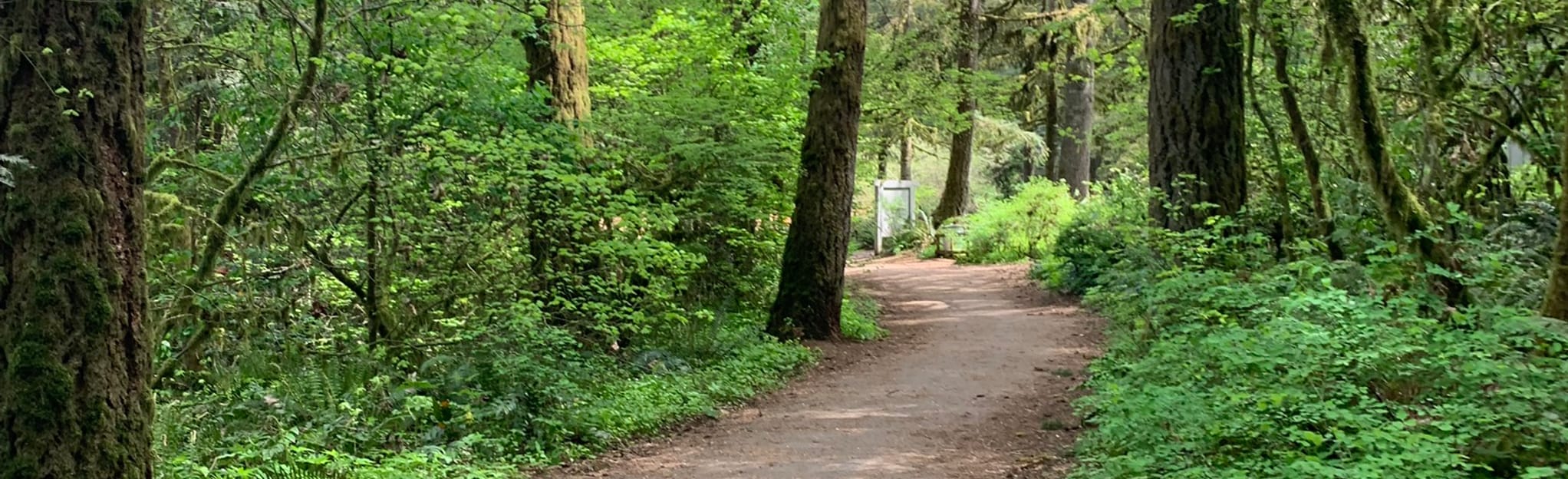 Magness Tree Farm Perimeter Loop [CLOSED], Oregon - 111 Reviews, Map ...