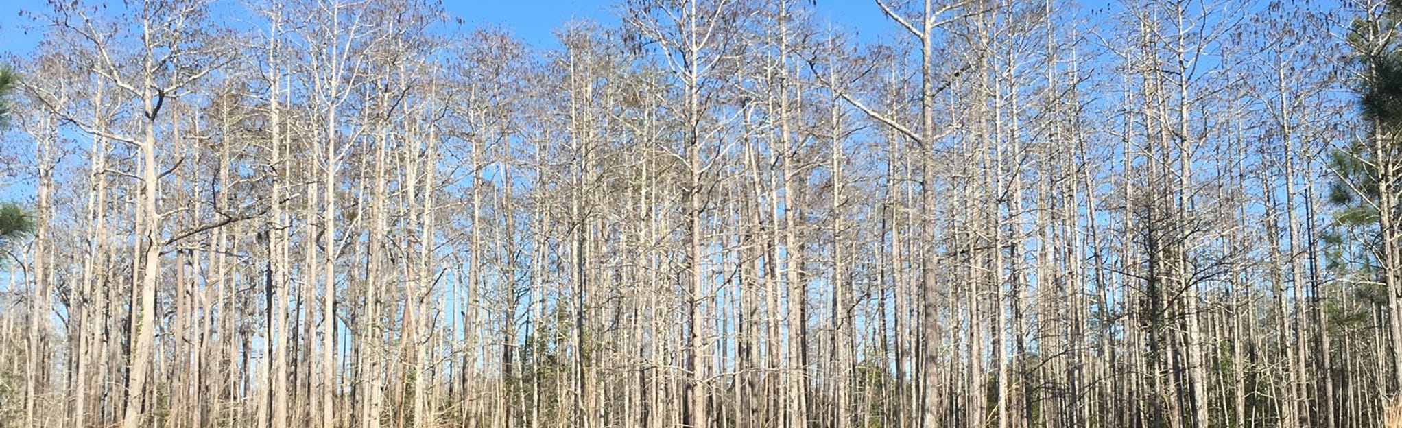 Cypress Circle and Wild Turkey Trace Loop, Florida - 13 Reviews, Map ...