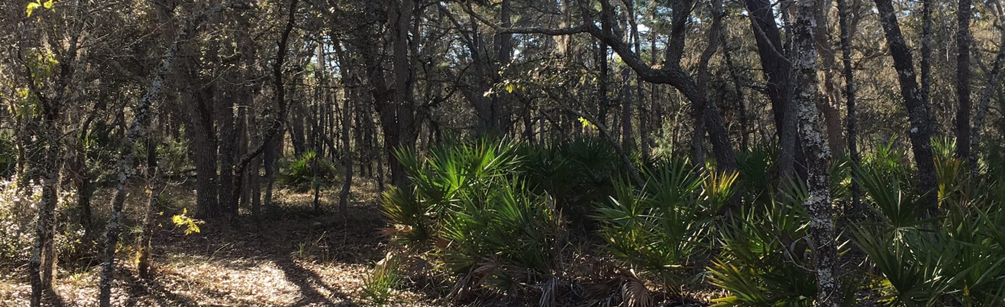 Wild Turkey Trace, Florida - 6 Reviews, Map | AllTrails