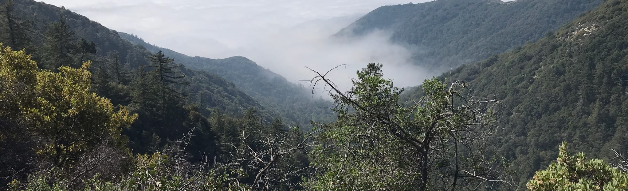 Bailey Canyon Trail to Mount Wilson Road and Trail Loop: 132 Reviews ...
