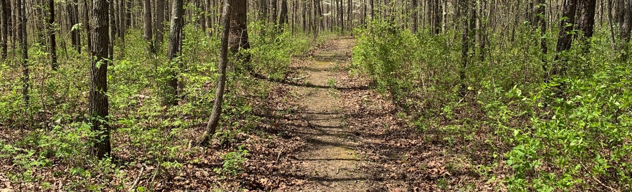 Ridge Runner to Noblett Lake Trail | Map, Guide - Missouri | AllTrails