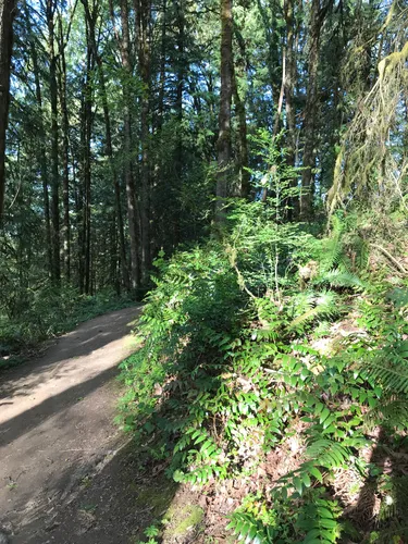 Best Hikes and Trails in Linnton Park | AllTrails