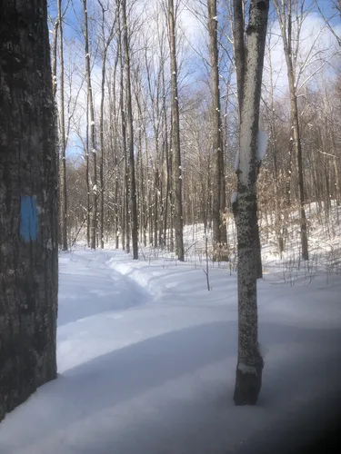 Best Forest Trails in Kalkaska | AllTrails