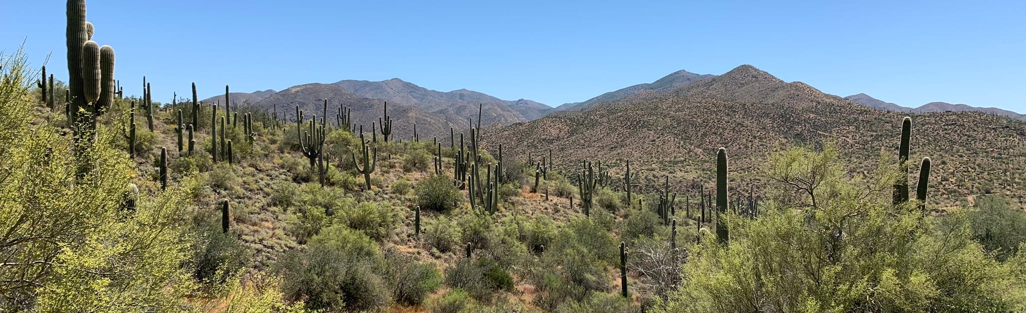 Spur Cross and Tortuga Trail Loop, Arizona - 424 Reviews, Map | AllTrails