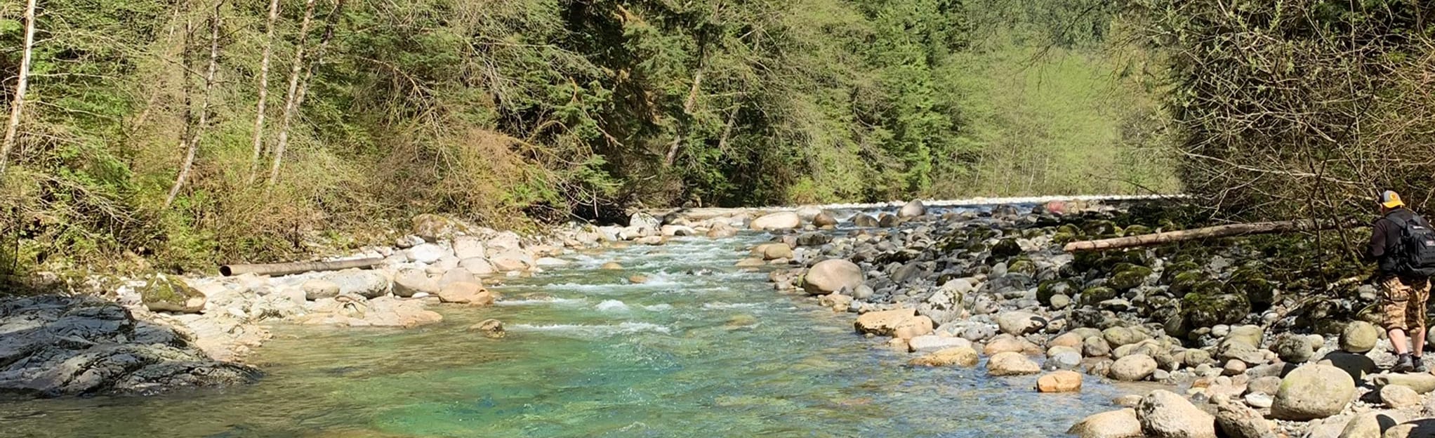 Lynn Valley Link: 176 Reviews, Map - British Columbia, Canada | AllTrails