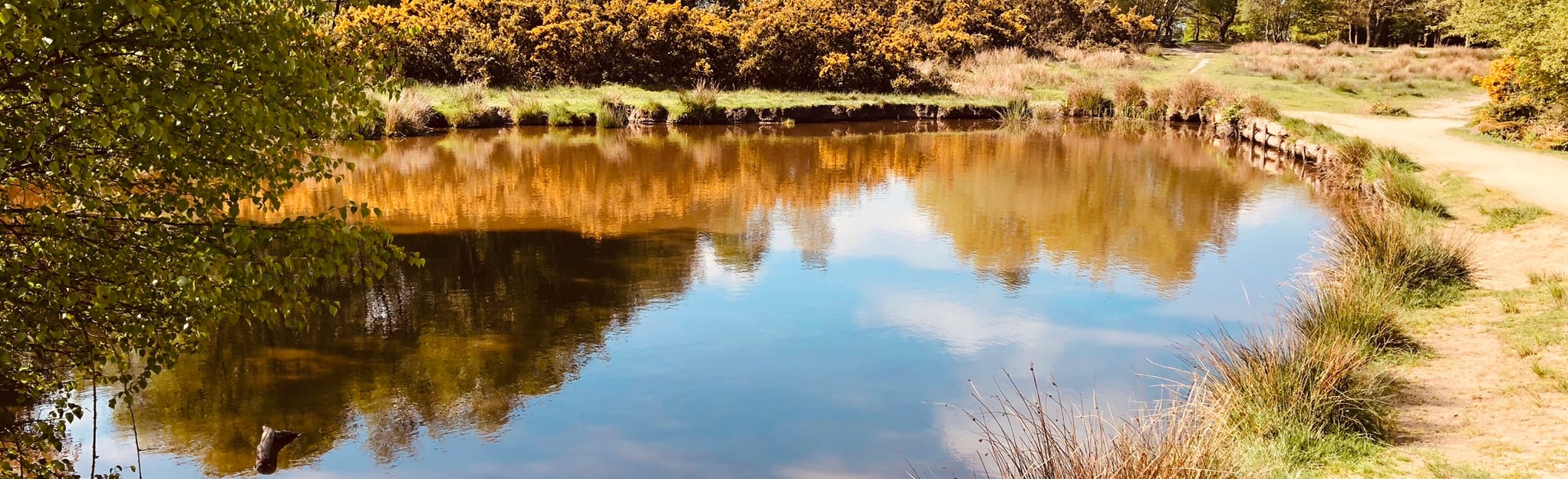 Ashdown Forest, Fairwarp Rock Wood and Purple Heather Circular, East ...