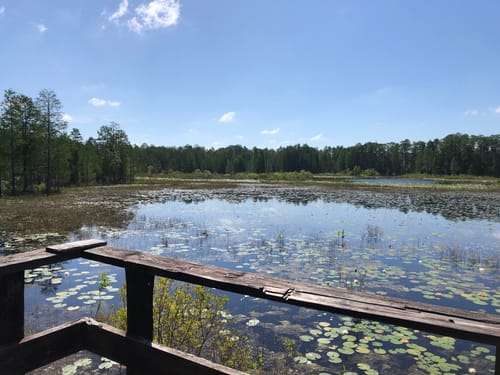 Best 10 Hikes and Trails in Withlacoochee State Forest | AllTrails