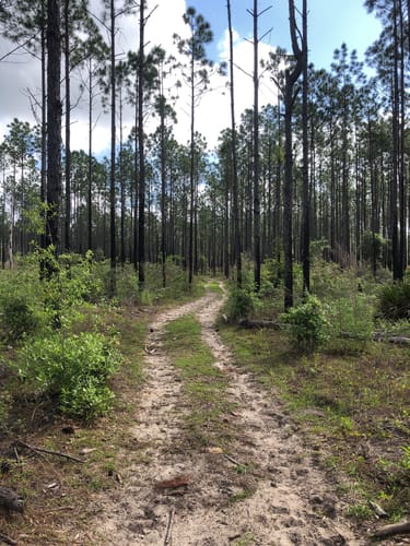 2023 Best Camping Trails in Withlacoochee State Forest | AllTrails