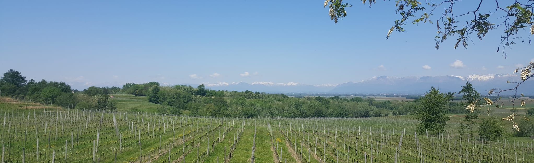 Visinale - Casa degli Arditi - Castello di Buttrio, Friuli-Venezia ...