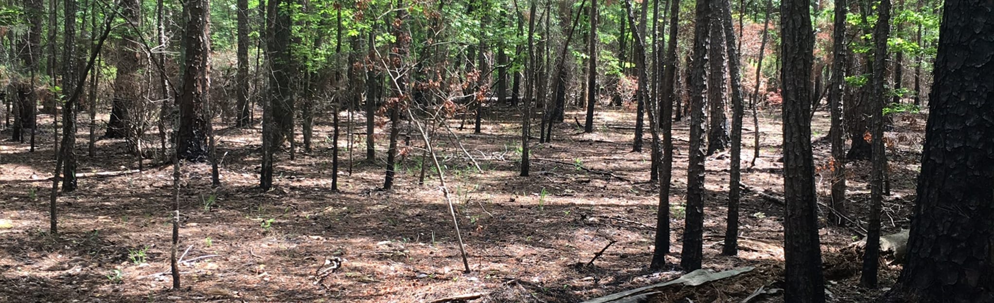 Mistletoe State Park Campground Loop Trail, Georgia - 118 Reviews, Map ...