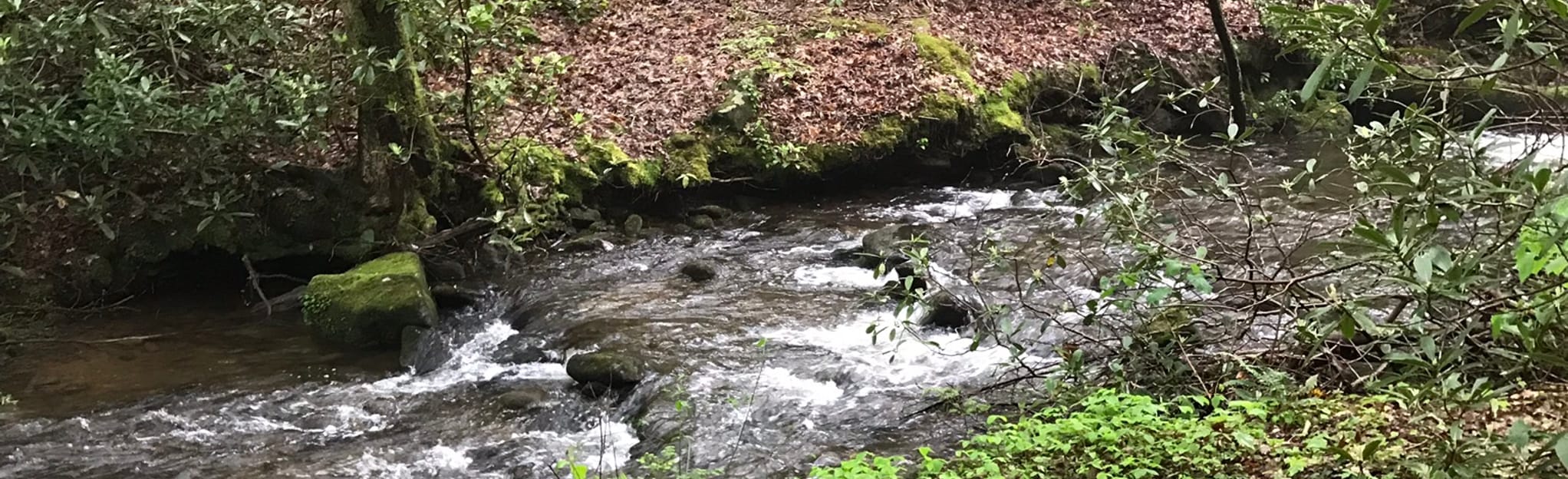Waters Creek Trail: 49 Reviews, Map - Georgia | AllTrails