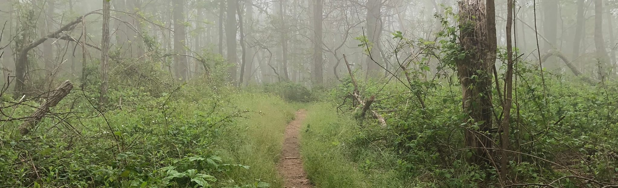 Len Foote Hike Inn to Amicalola Falls via Appalachian Approach Trail ...