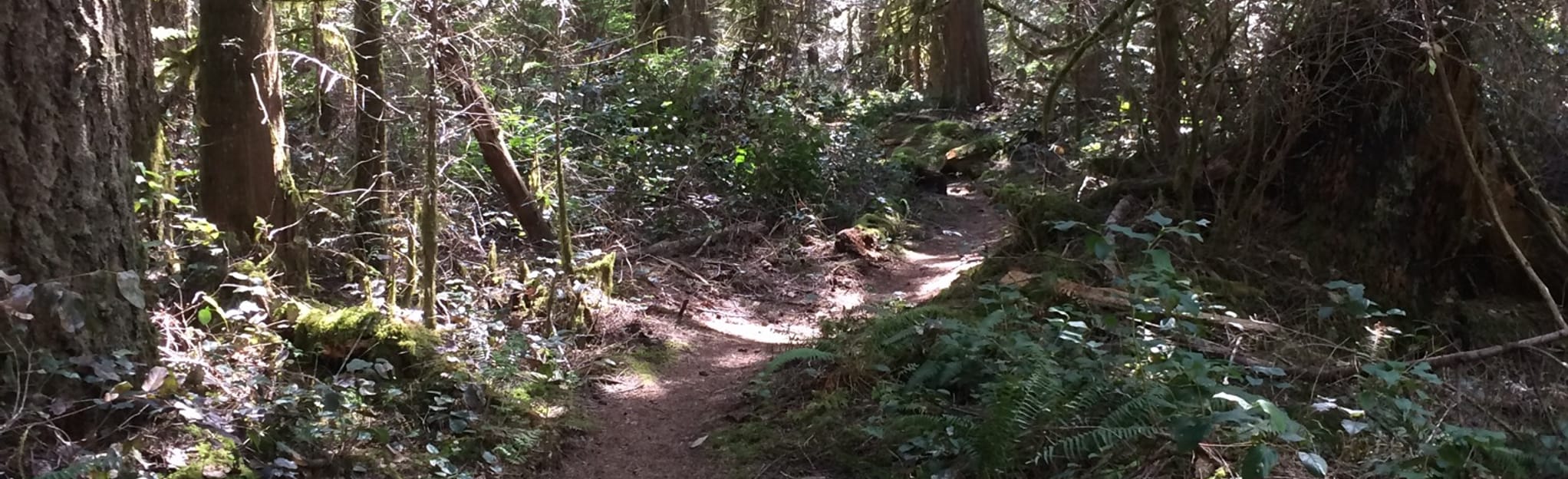 Haslam Trail, British Columbia, Canada - 13 Reviews, Map | AllTrails