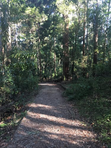 Best Hikes and Trails in Cumberland State Forest | AllTrails