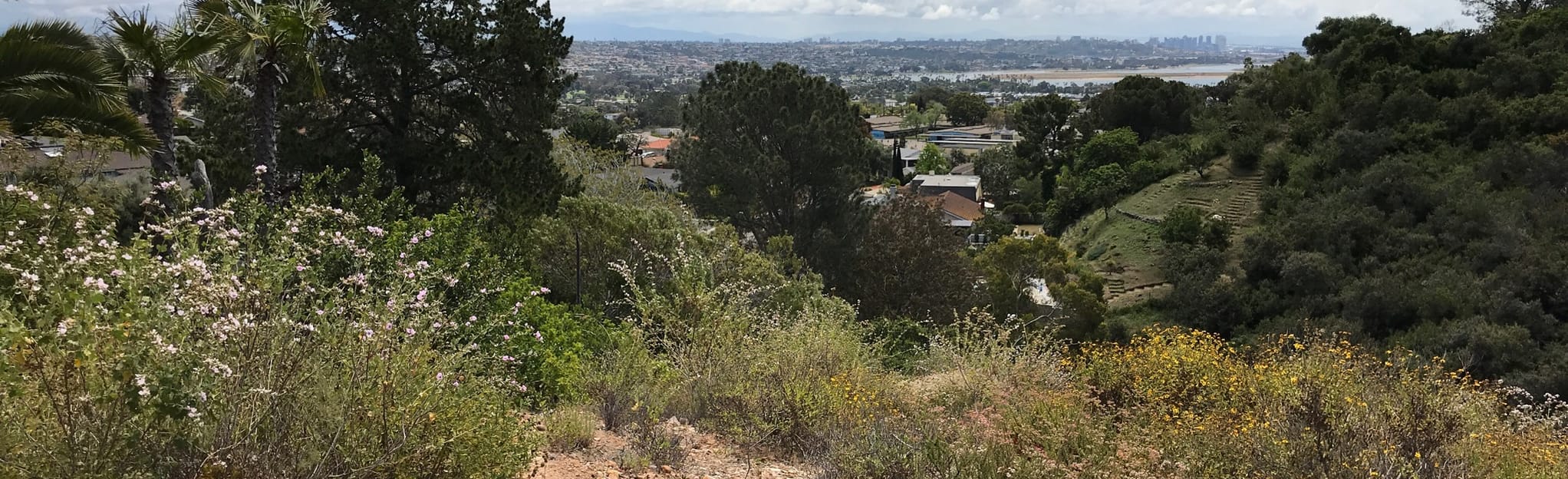 Kate O Sessions Memorial Park: 192 foto - California | AllTrails