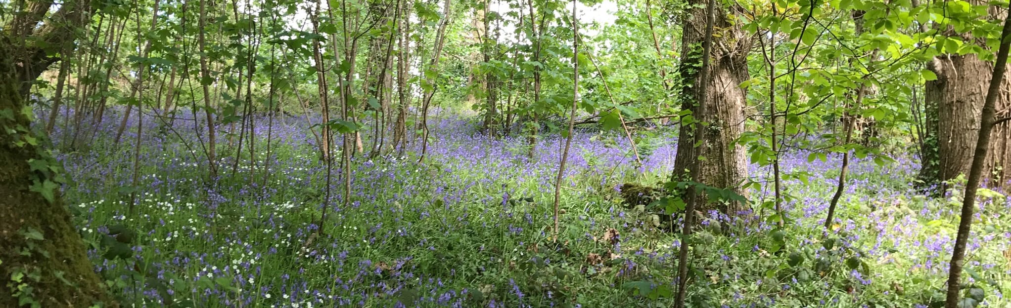 Lerryn and St Winnow Circular Walk, Cornwall, England - 79 Reviews, Map ...
