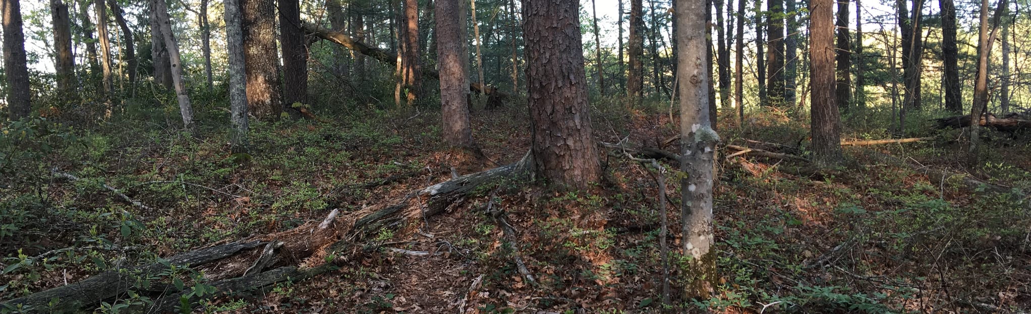 Red River Gorge Friendship Arch, Kentucky - 141 Reviews, Map | AllTrails