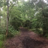 Maurepas Swamp WMA Nature Trail, Louisiana - 23 Reviews, Map | AllTrails