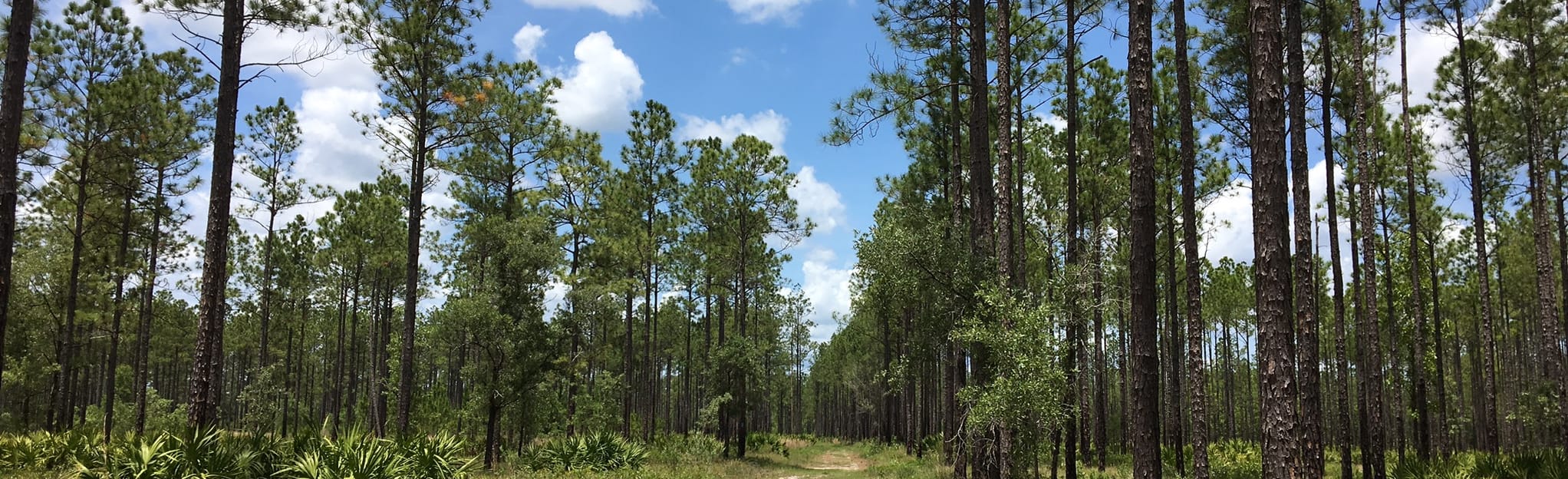 Branan Field Wildlife and Environmental Area Trail, Florida - 43 ...