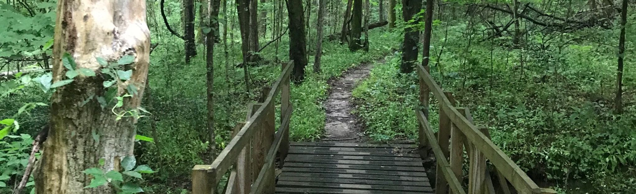 Cane Ridge Mountain Bike Trail: 91 foto's - Tennessee | AllTrails