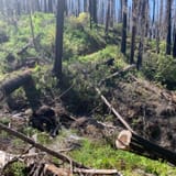 North Umpqua Trail: Swiftwater and Tioga Segment, Oregon - 37 Reviews ...