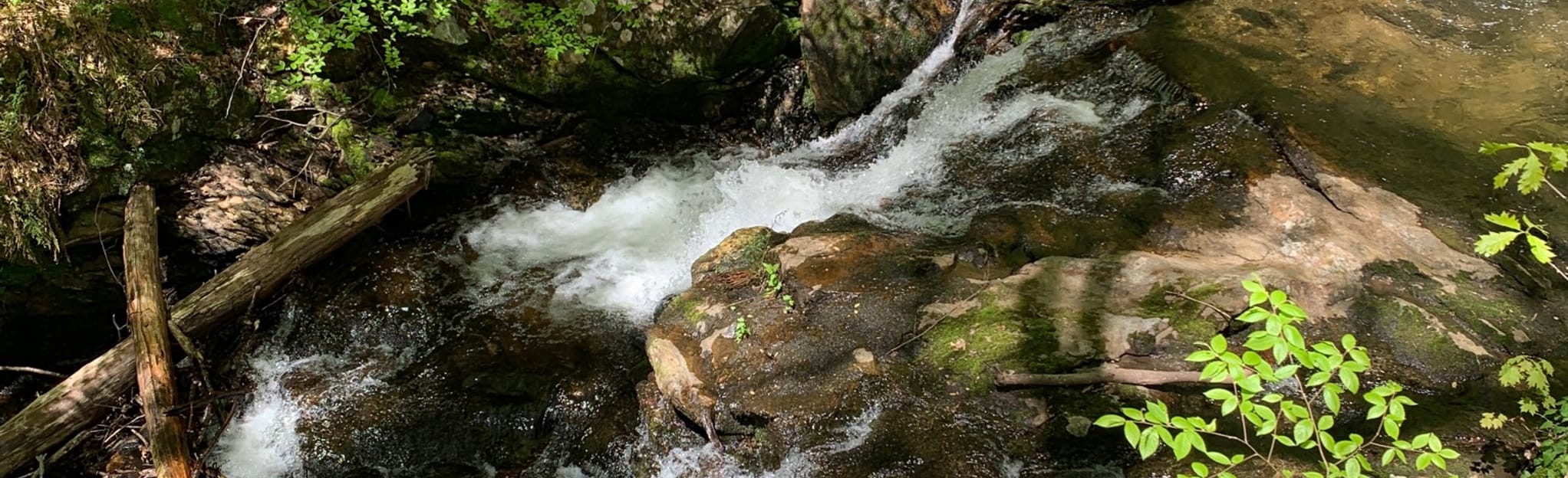 Beardsley Preserve Red Loop: 73 Reviews, 122 Photos, Map - Connecticut ...