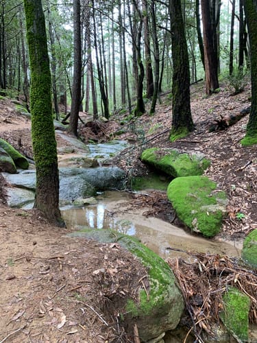 2023 Best Walking Trails in Berry Creek | AllTrails