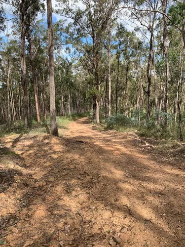 Moggill Conservation Park: de 10 beste wandelingen en routes | AllTrails