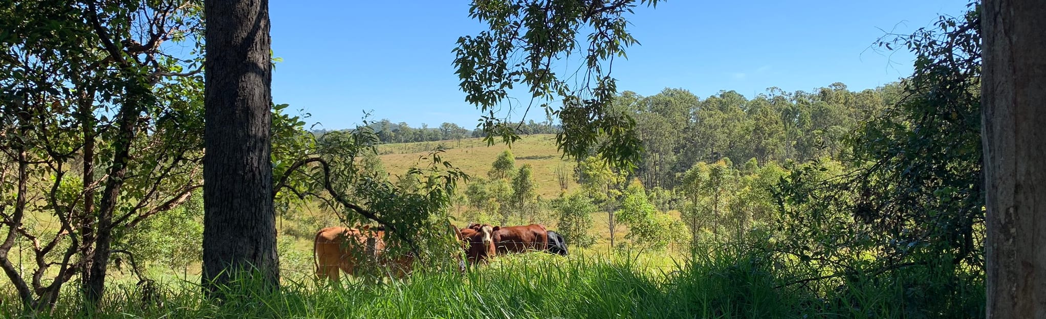 Wellington Road to Stone Creek Crossing, Queensland, Australia - 17 ...