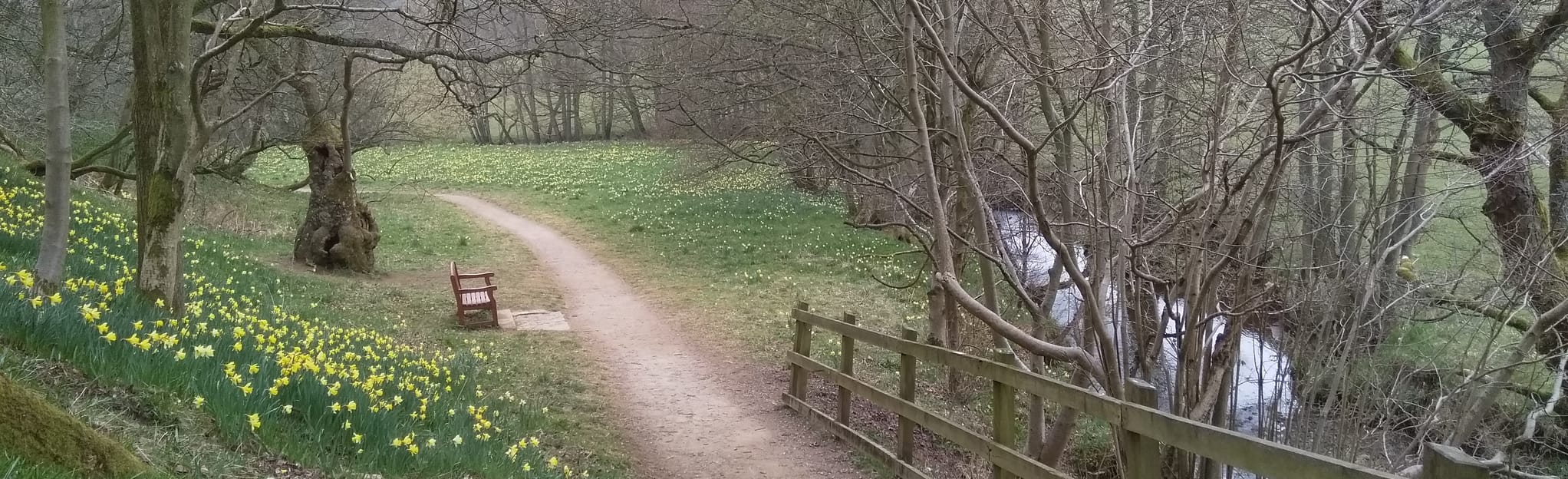 Farndale Daffodils Circular, North Yorkshire, England - 49 Reviews, Map ...