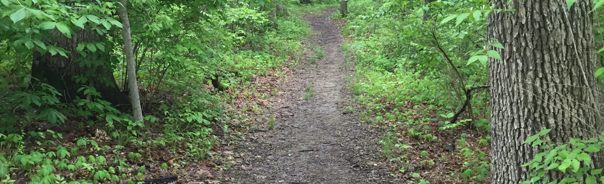 Cardinal Ridge Trail, Illinois - 94 Reviews, Map | AllTrails