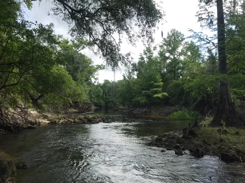 10 Best Hikes and Trails in Withlacoochee State Forest | AllTrails