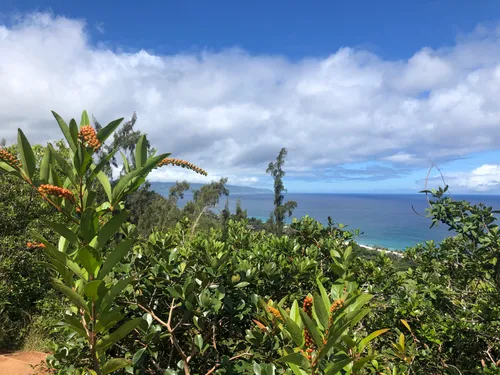 2023 Best Moderate Trails in Pupukea Paumalu Forest Reserve | AllTrails