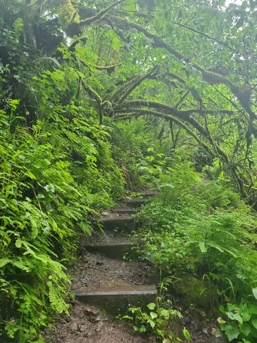 Best Hikes and Trails in Linnton Park | AllTrails