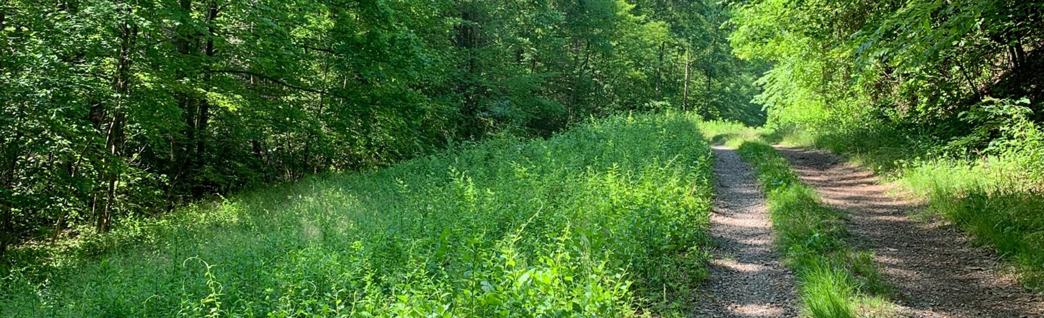 Trace Ridge Trail, Spencer Gap, and Fletcher Creek Loop: 216 Reviews ...