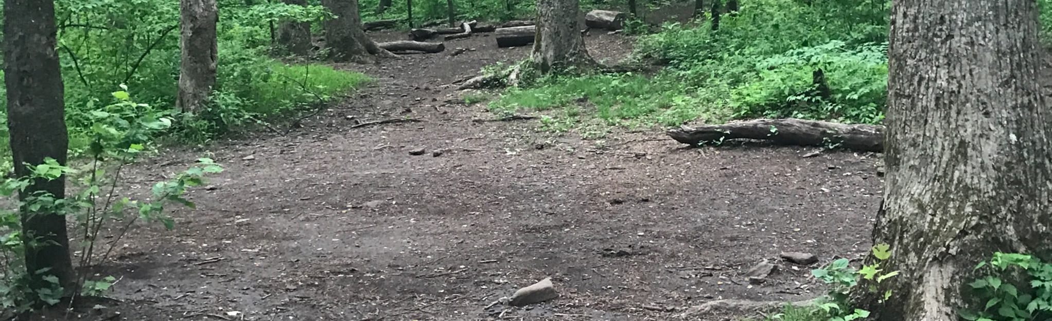 Dick's Creek to Jarrard Gap, Georgia - 20 Reviews, Map | AllTrails