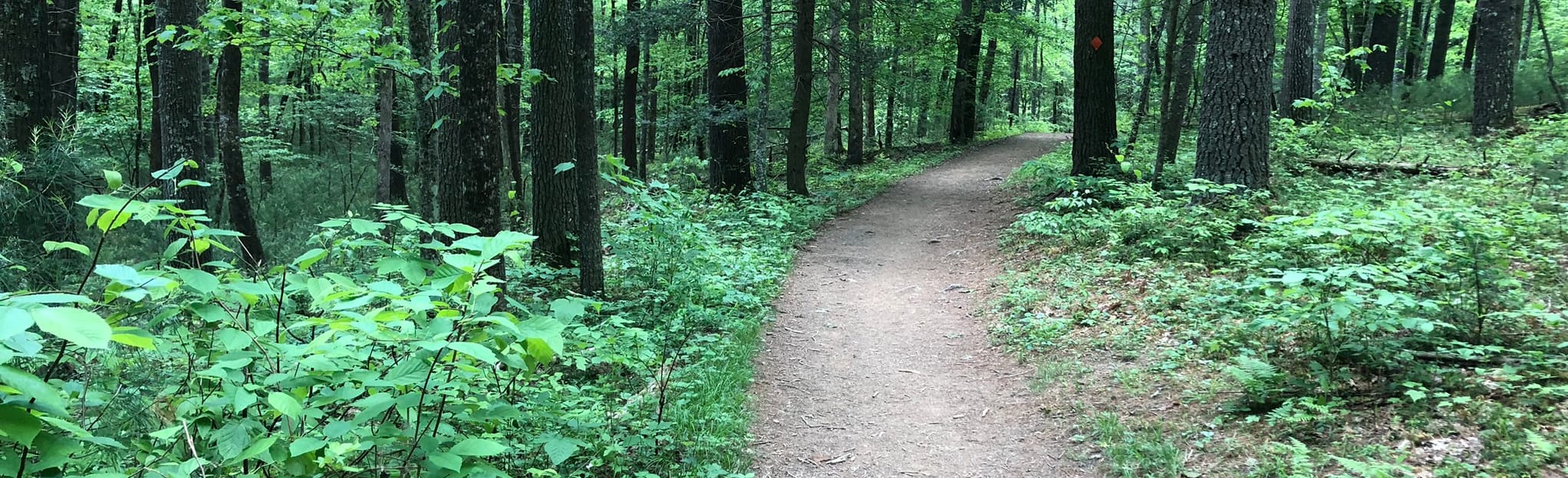 Prickly Pear, Queen Anne, May Apple, Poverty Creek, Royale Loop: 89 ...