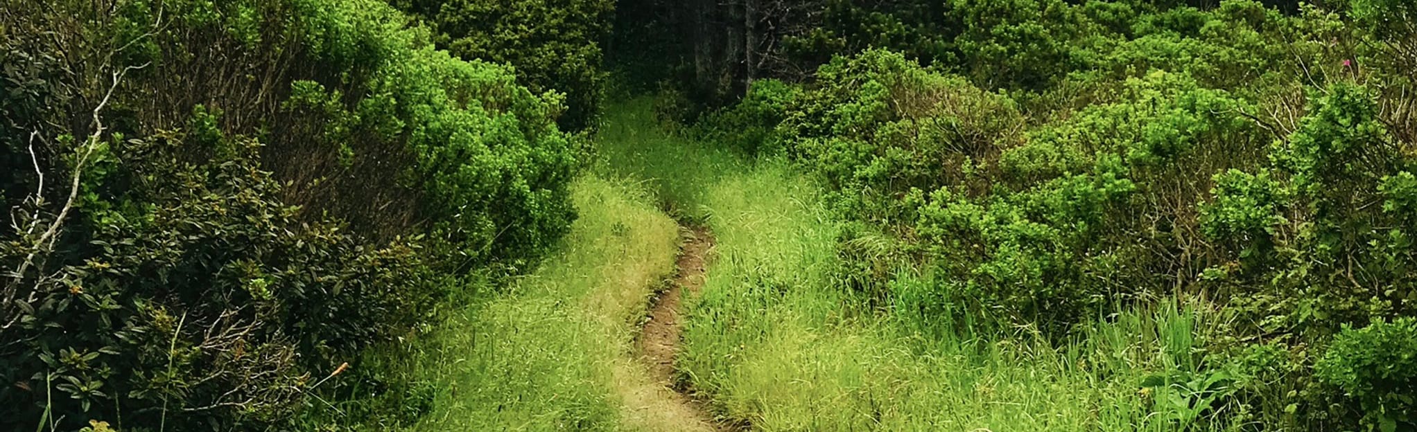 Inverness Ridge, Drakes View, Bayview Trail Loop, California - 168 ...