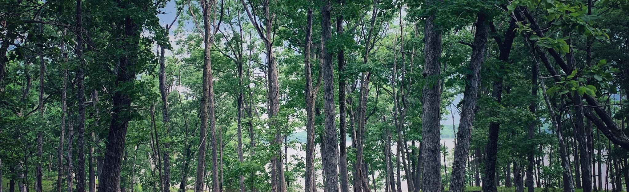 Bee Trace Trail: 69 foto - Missouri | AllTrails