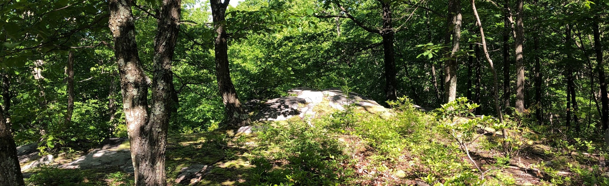 Fort Hill Red Trail, New York - 13 Reviews, Map | AllTrails