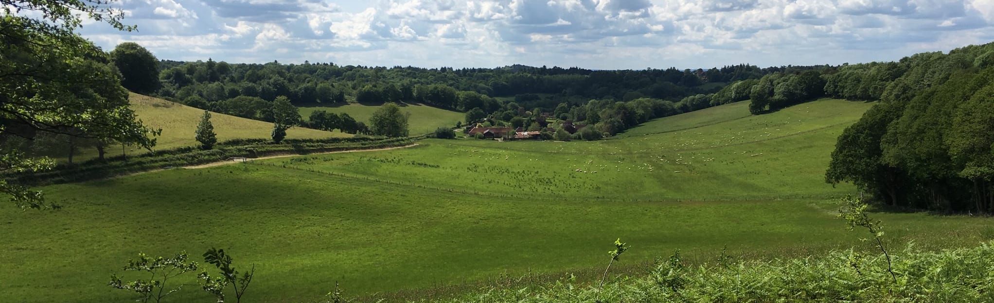 White Horse and Hascombe Hill Circular: 156 foto - Surrey, Inghilterra ...
