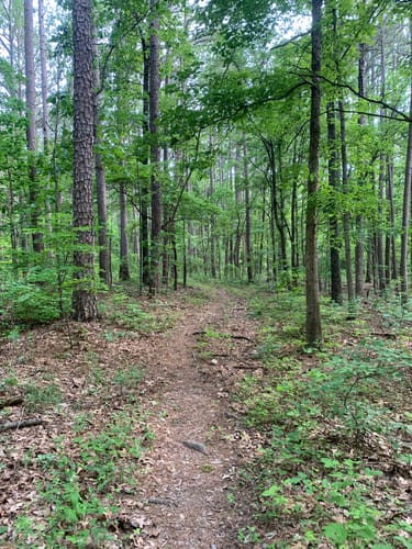 2023 Best Forest Trails in Devils Backbone Wilderness | AllTrails